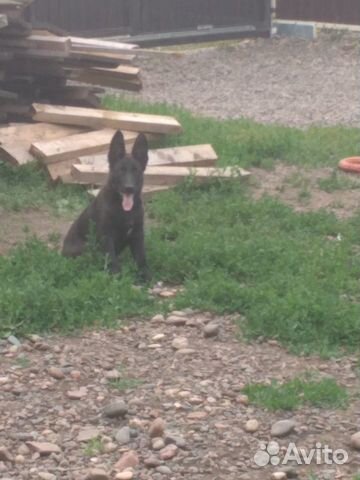 Продам щенка вео