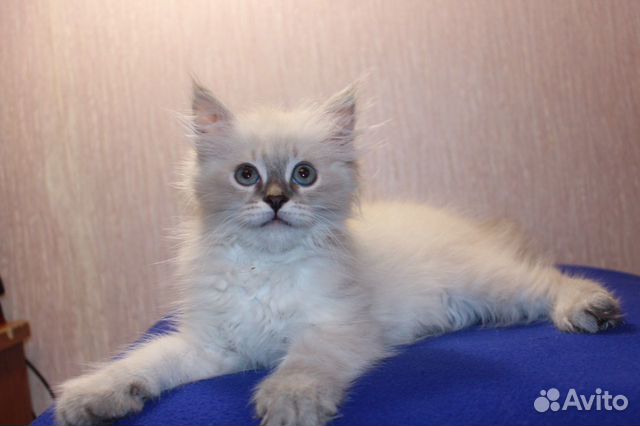 Сибирская роскошь