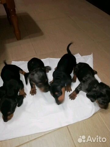 Щенки мраморной таксы