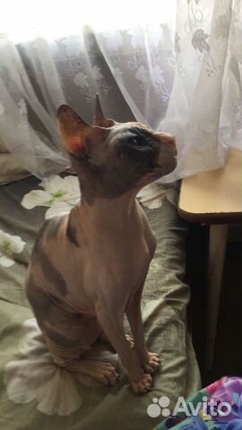 Сфинкс канацкая