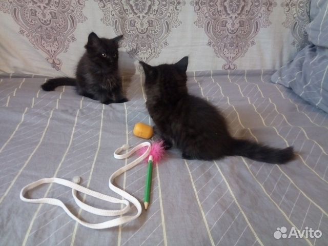 Котята черные
