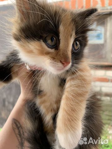 Две милые кошечки