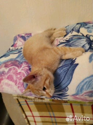Рыженькая кошечка