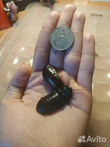 Мадагаскарские тараканы