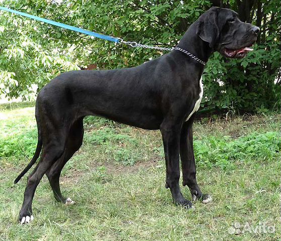 Красивая подрощенная догиня