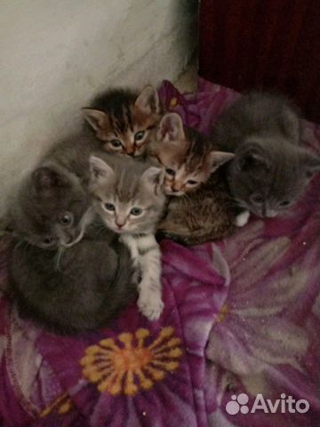 Британские плюшевые котята