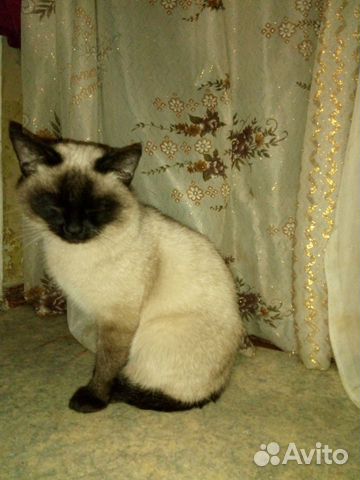 Отдам кота тайской породы