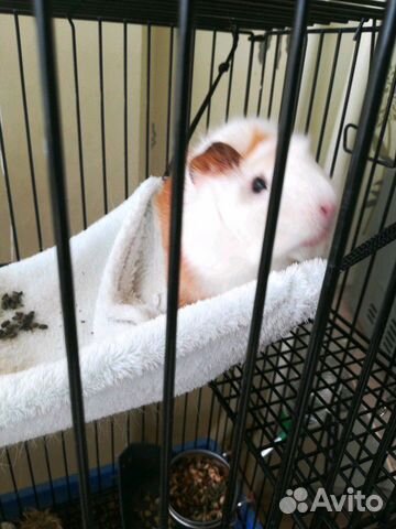 Отдам в добрые руки морскую свинку