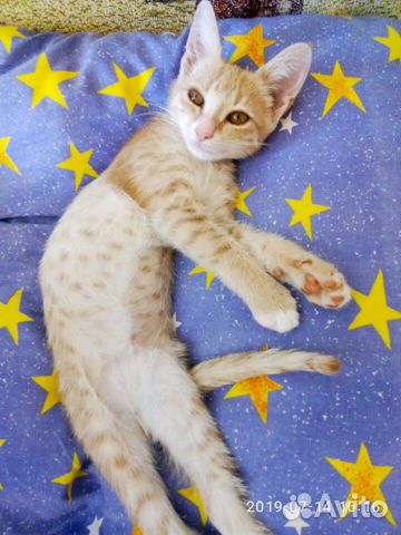 Весёлый котёнок Пумка