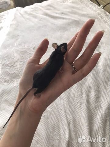 Продаётся мышь