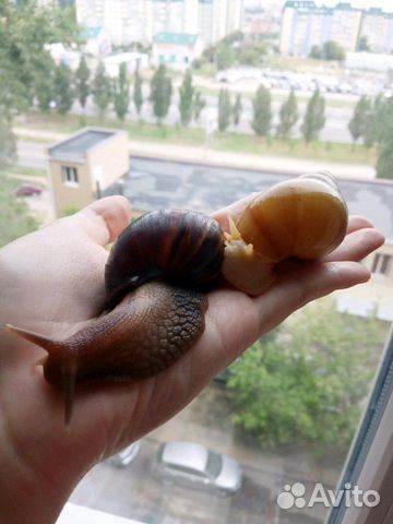 Ахатины в добрые ручки