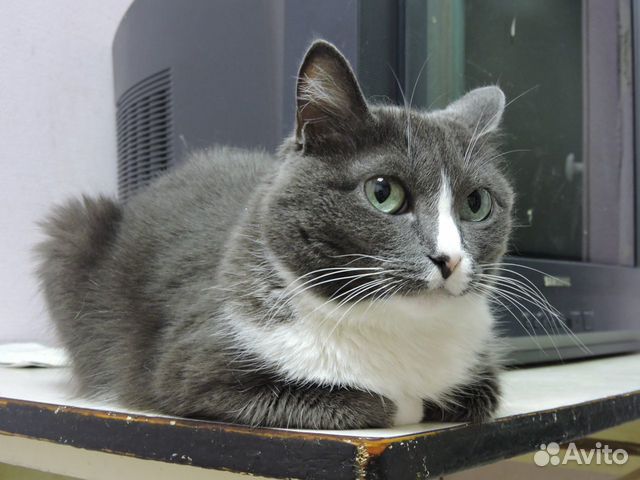 Безумно ласковая крохотная кошка без ногтей