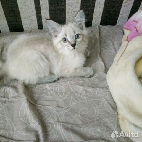 Котёнок Шнурок