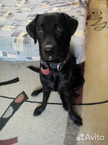 Отдам в добрые руки