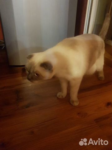 Котик годовалый, Вася) британец