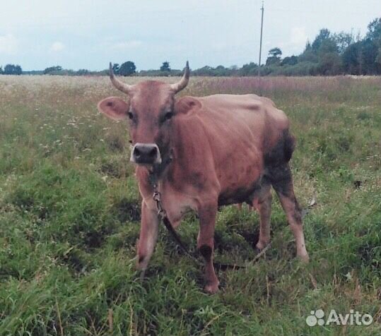 Продаётся швицкая улучшенная джейсирами корова