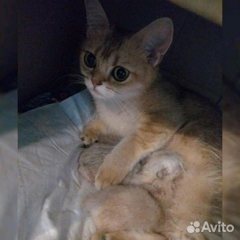 Шотландские котята шиншиллы