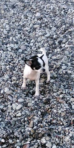 Продам щенка чихуахуа