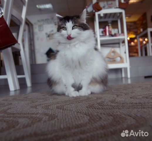 Крупная красотка