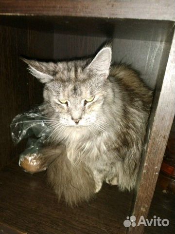 Отдам кошку мейкун