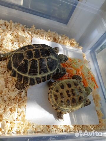 Черепа сухопутная