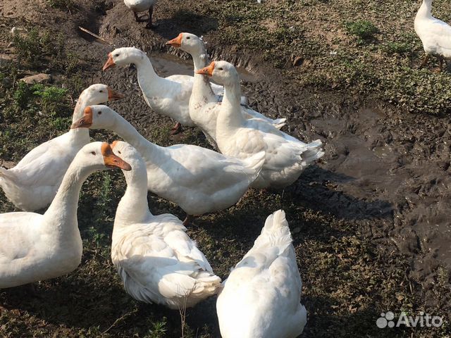 Продаю гусей