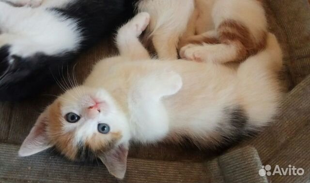 Принцесса Стефания на счастье