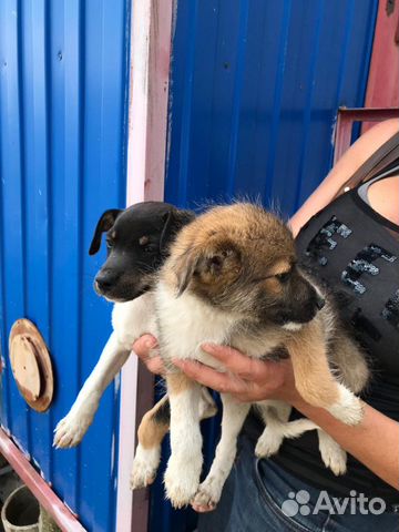 Собака. Щенки