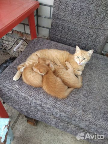 Котята в хорошие руки