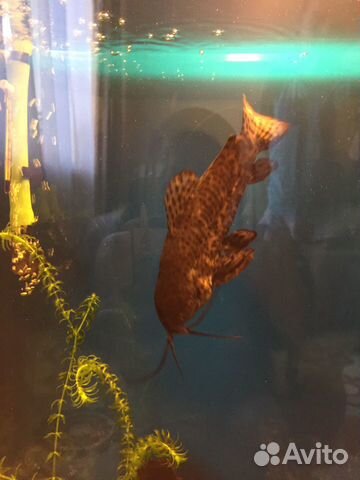 Сомы Таракатумы