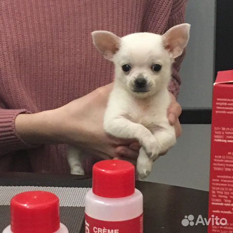 Наши лучшие друзья