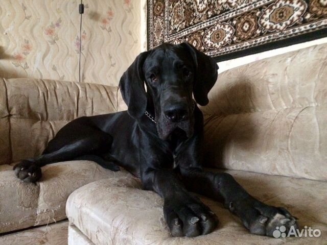 Немецкий дог