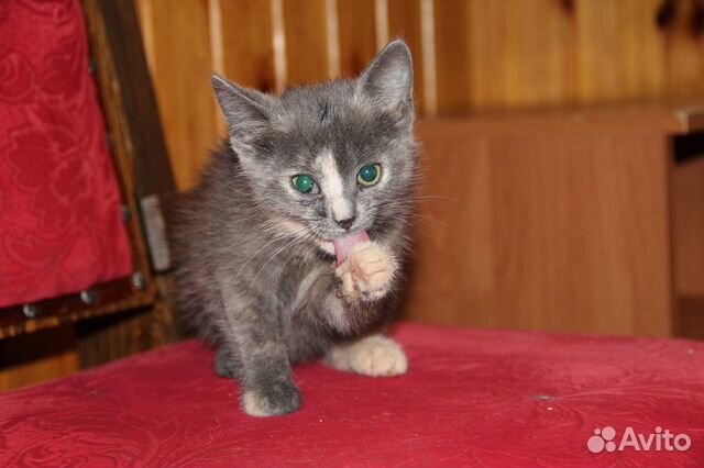 Капелька Дымуля ищет дом