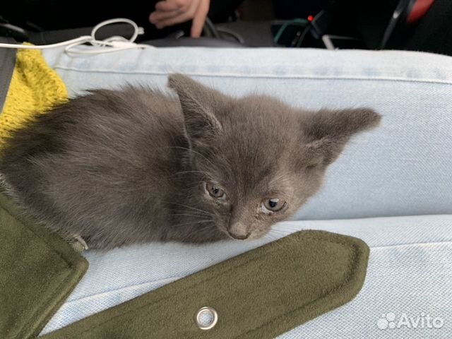 Котёнок дымчатый, серый, девочка
