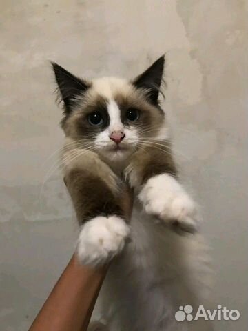 Котенок священная бирма