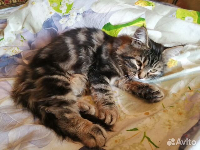 Продаётся сибирский котенок