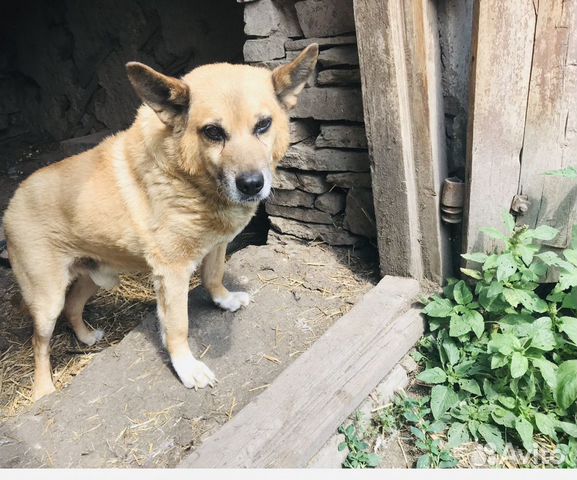 Нужна помощь собачке