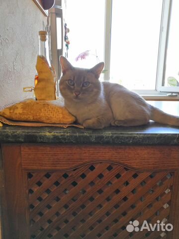 Отдаю кота с сиамскими корнями