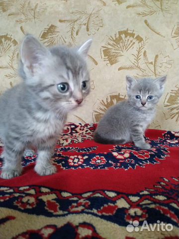 Очаровательные малыши ждут любящих хозяев
