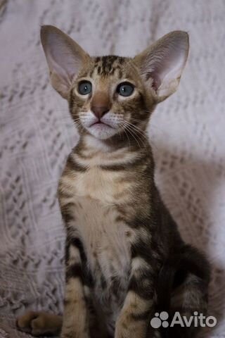 Циннамоновый мраморный котик