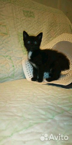 Отдам в хорошие руки котеночка