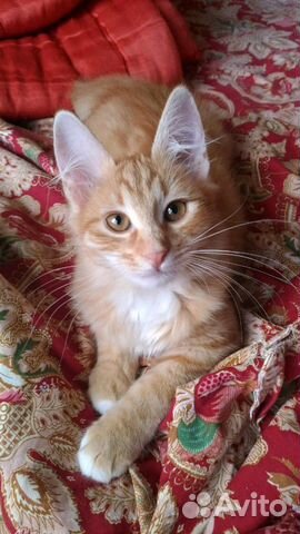 Совершенно очаровательная мурлыка