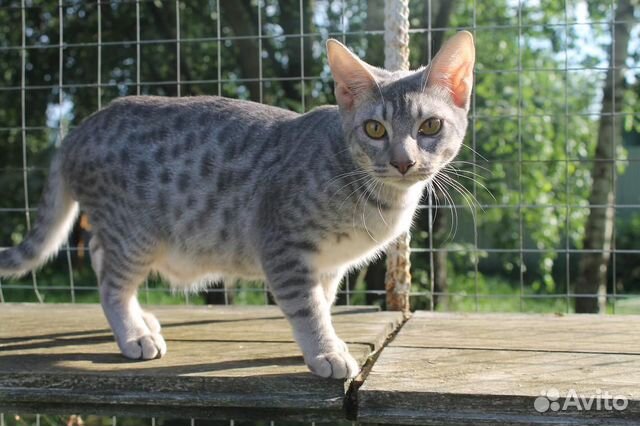 Котенок оцикет (котик)