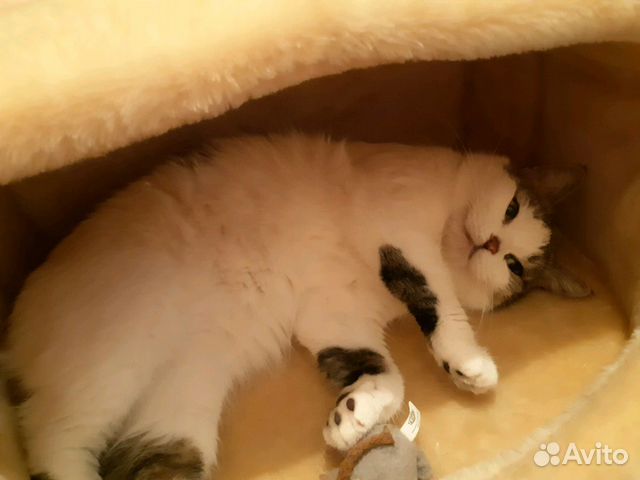 Кошка