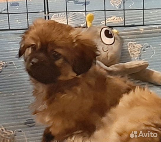 Пупсики Тибики