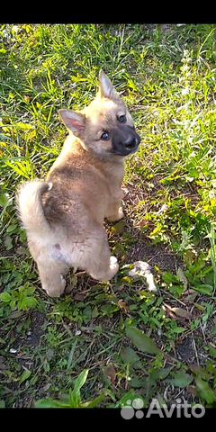 Отдам щеночка в добрые руки