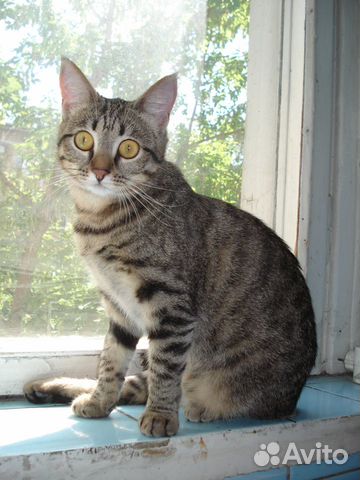 Тигруша ищет дом