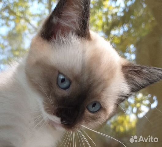 Котята Севастополь. Девочка-сиамец в добрые руки