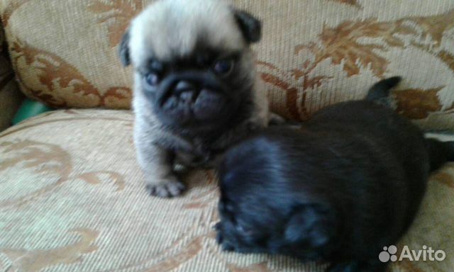 Щенки мопса