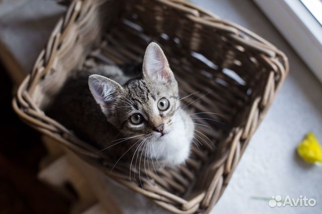 Котята - сестренки в тельняшках